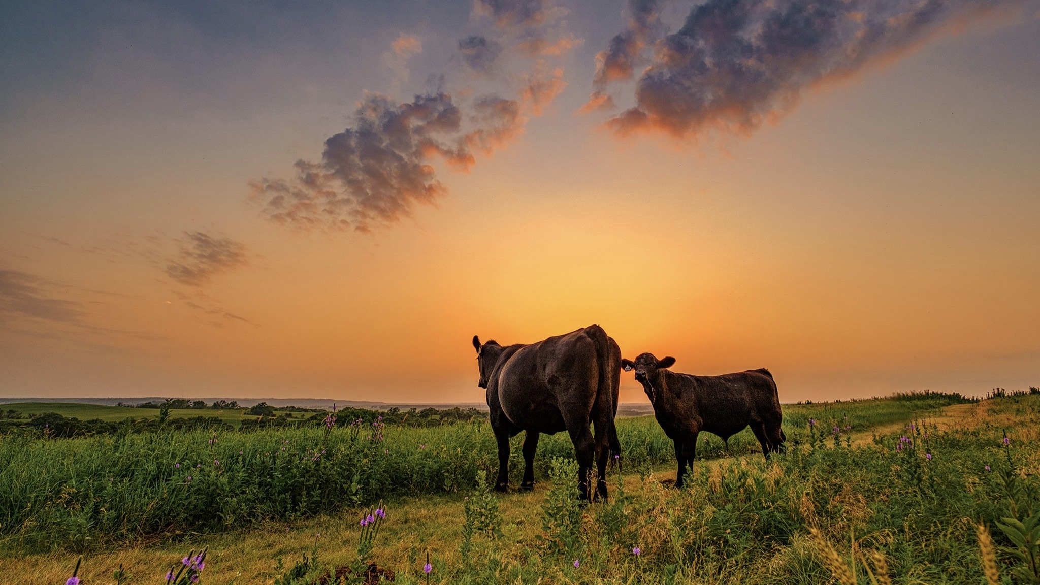 302 Composition of Common and Alternative Feedstuffs for Beef Cattle